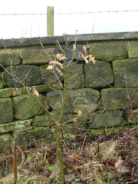 The Darwin Bicentennial Oak, 2 years on – The Friends of Charles Darwin